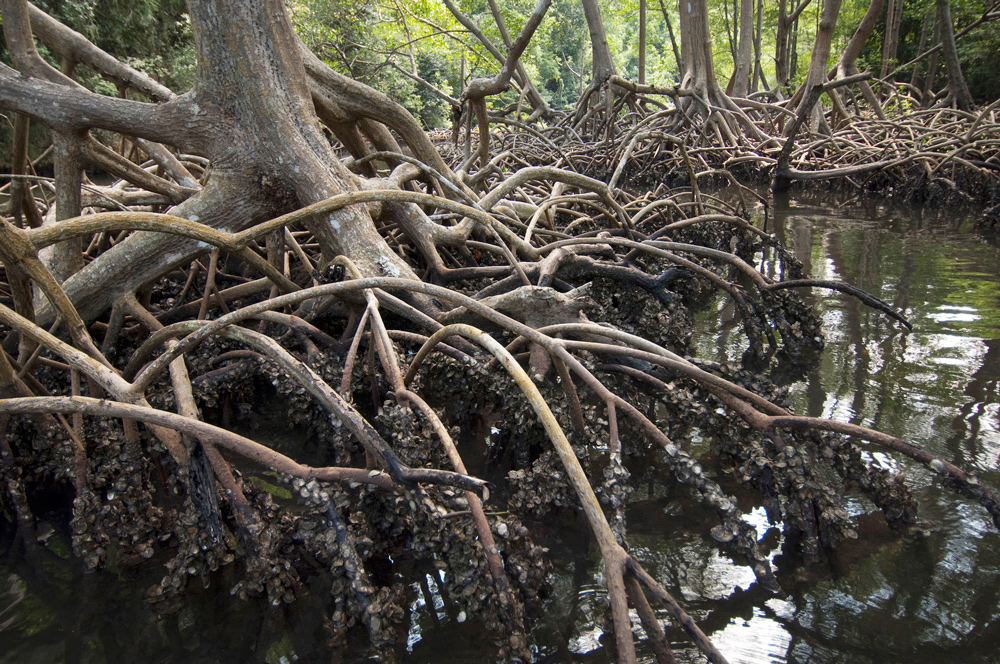 Mangroves – Naturally Resilient Communities