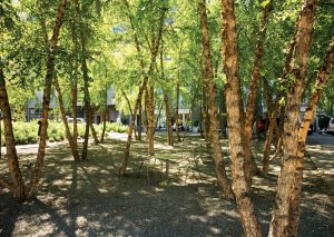 Urban Trees + Forests – Naturally Resilient Communities