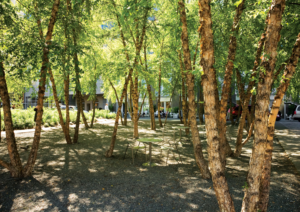 Urban Trees + Forests – Naturally Resilient Communities