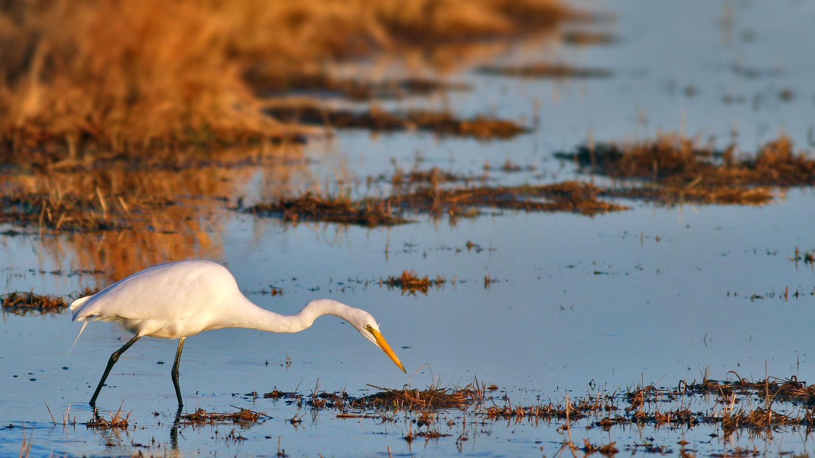 Trinity River Watershed, Dallas, Texas – Naturally Resilient Communities